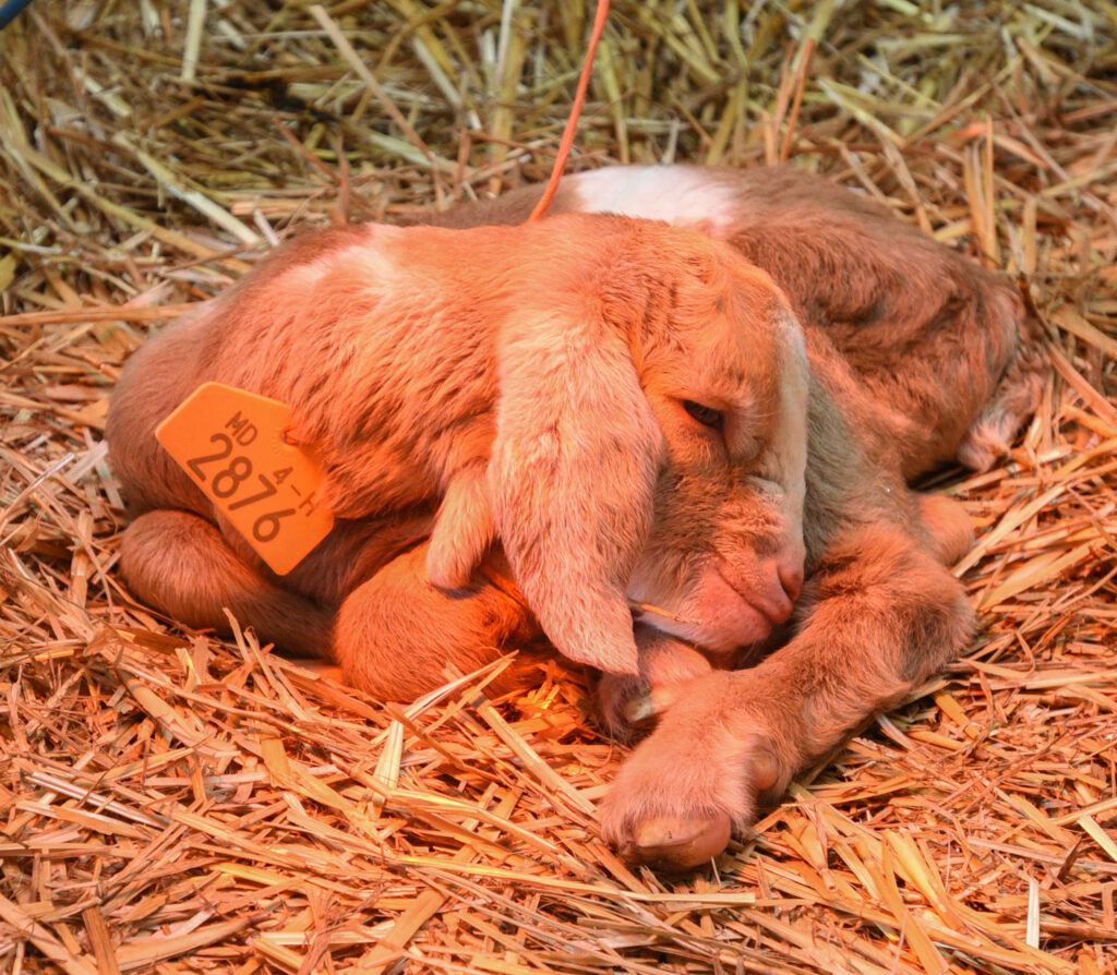Small Ruminants Program - Photo Gallery | UMES Extension