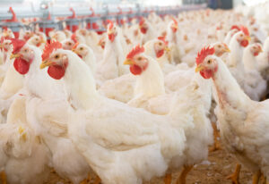 Navigating USDA Biosecurity Audits: A Practical Guide for Poultry ...