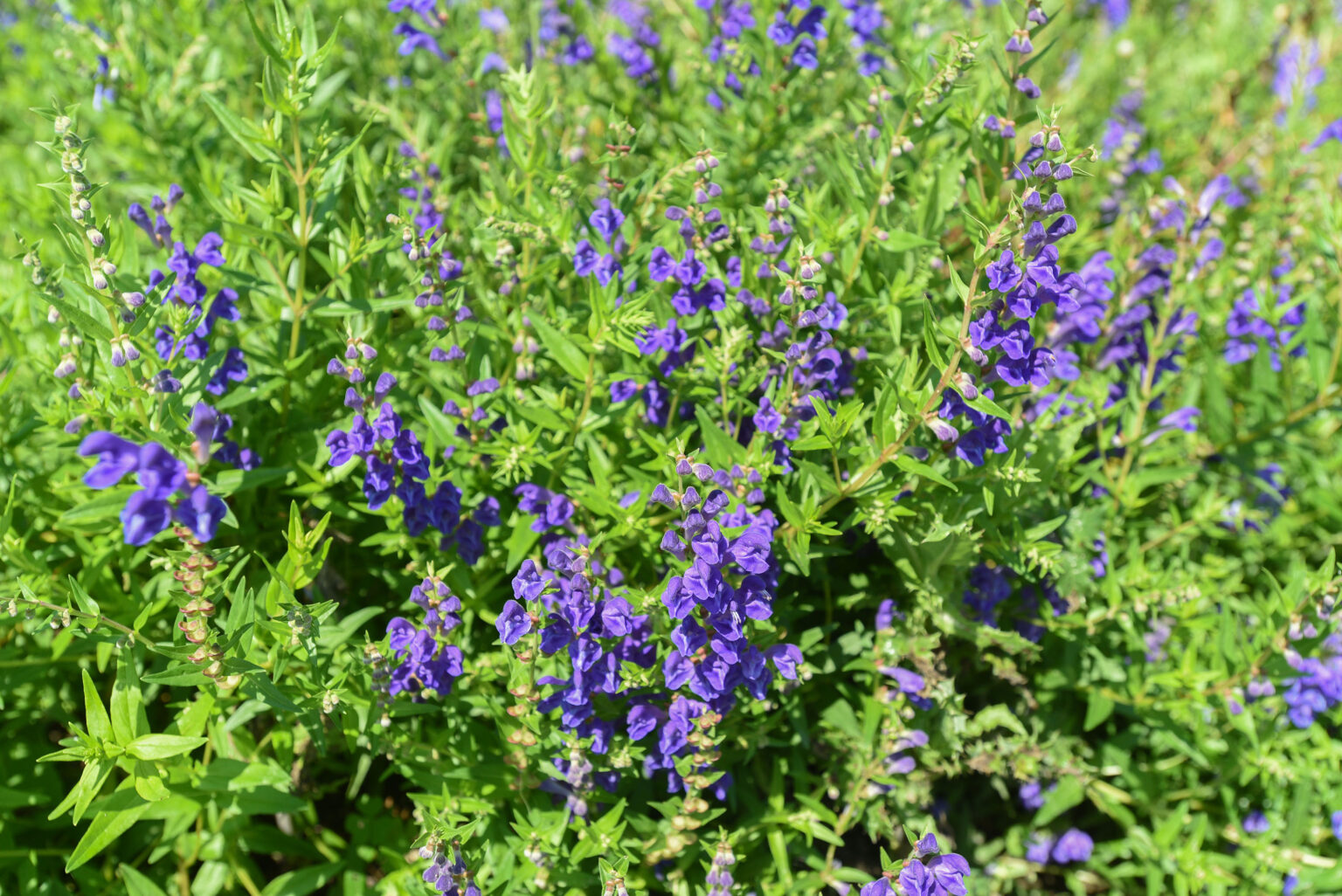Growing Medicinal Herbs for Profit: Prince George's County | UMES Extension