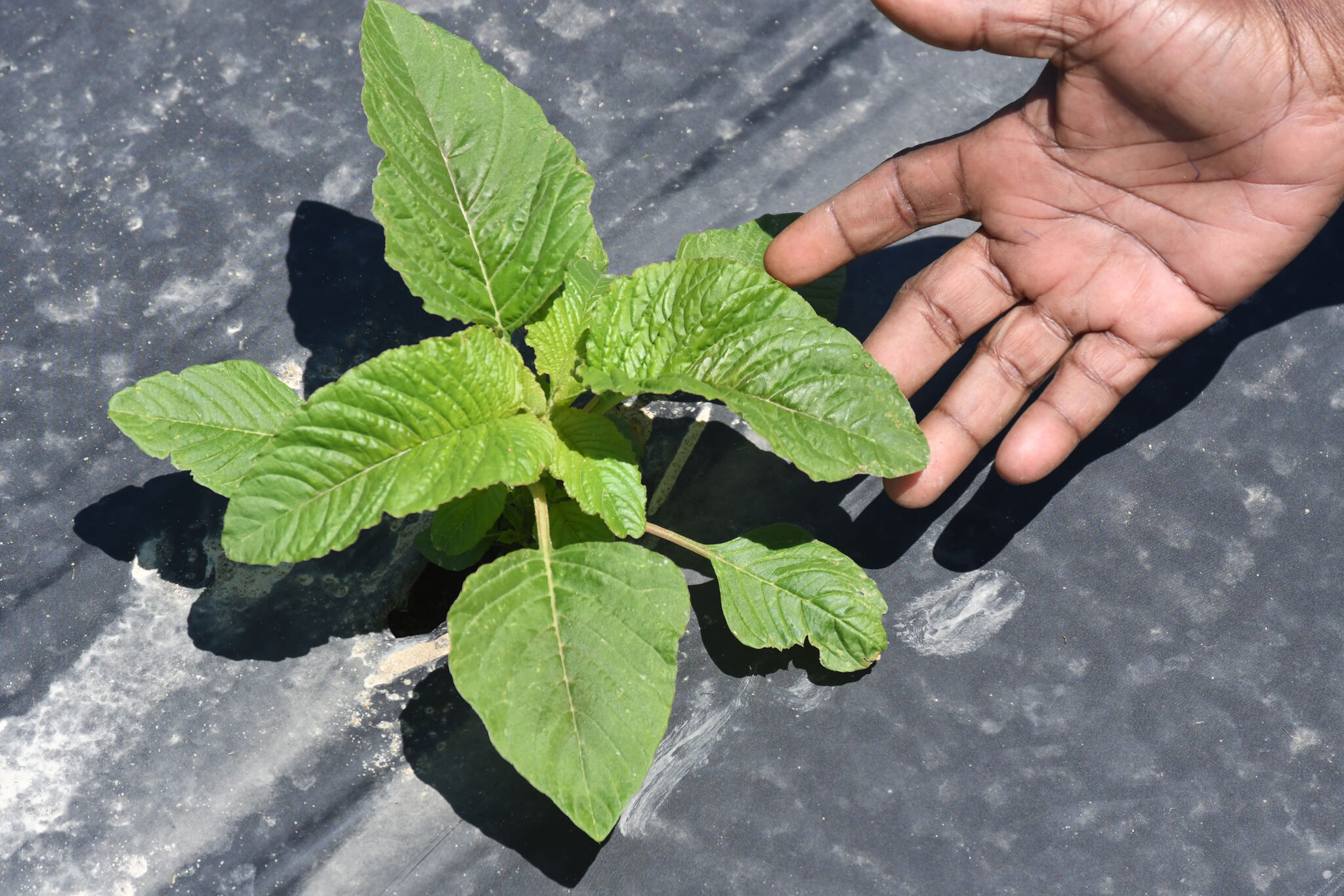 Alternative Crop Program helps farmers turn profit, provide 'taste of ...