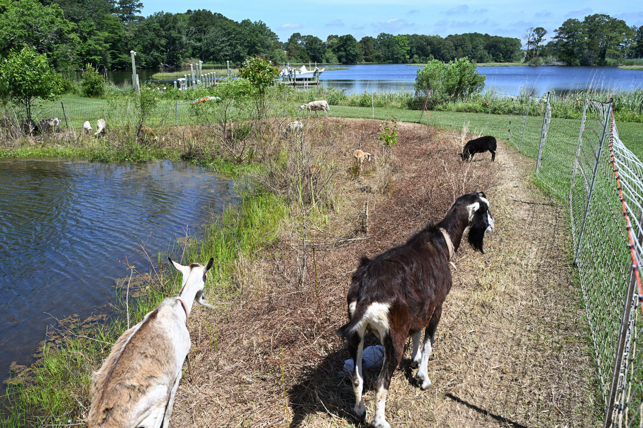 Goats help save Chesapeake Bay? Animals reduce reliance on herbicides ...