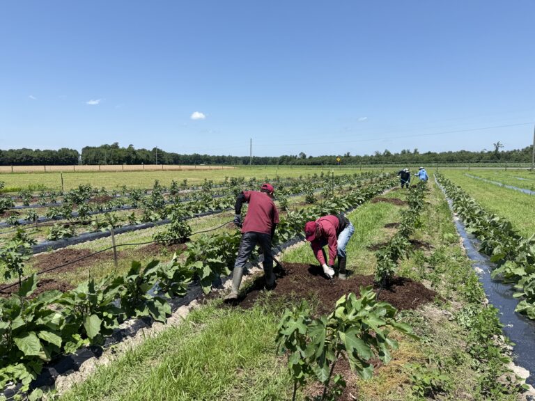 How alley cropping can boost farm profits | School of Agricultural and ...